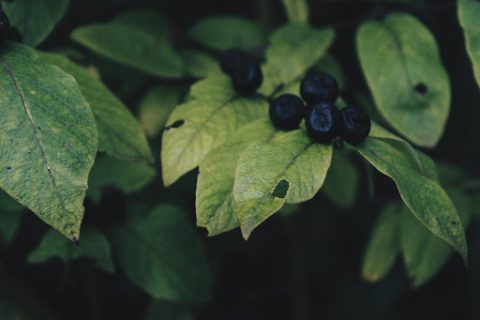 Landscapes That Feed You: A Guide To Growing Huckleberries - Stone ...